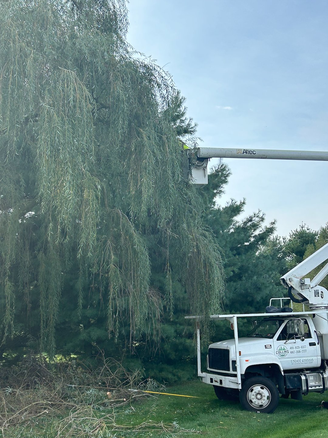 Plant Health Care for Weeping Willow, Diseased Oak, and Crape Myrtle ...