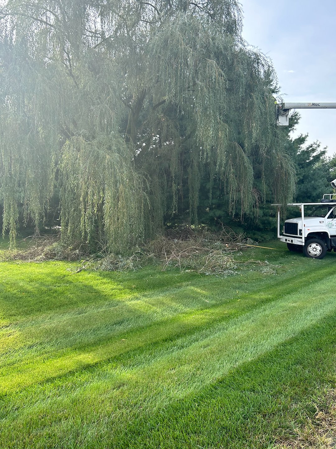 Plant Health Care for Weeping Willow, Diseased Oak, and Crape Myrtle ...